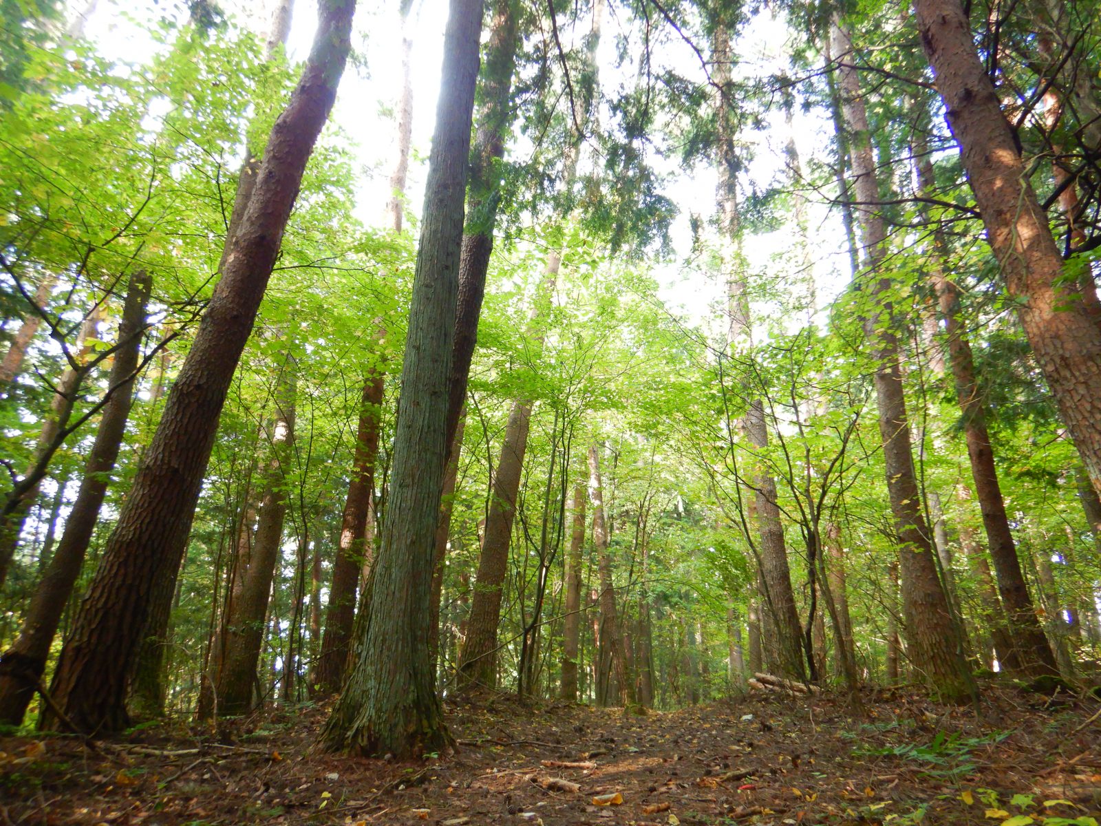 【南伊奈ヶ湖紅葉状況】10/22(土)の様子 – エコパ伊奈ヶ湖