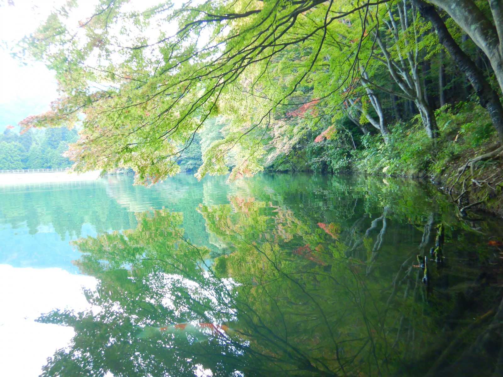 【南伊奈ヶ湖紅葉状況】10/22(土)の様子 – エコパ伊奈ヶ湖