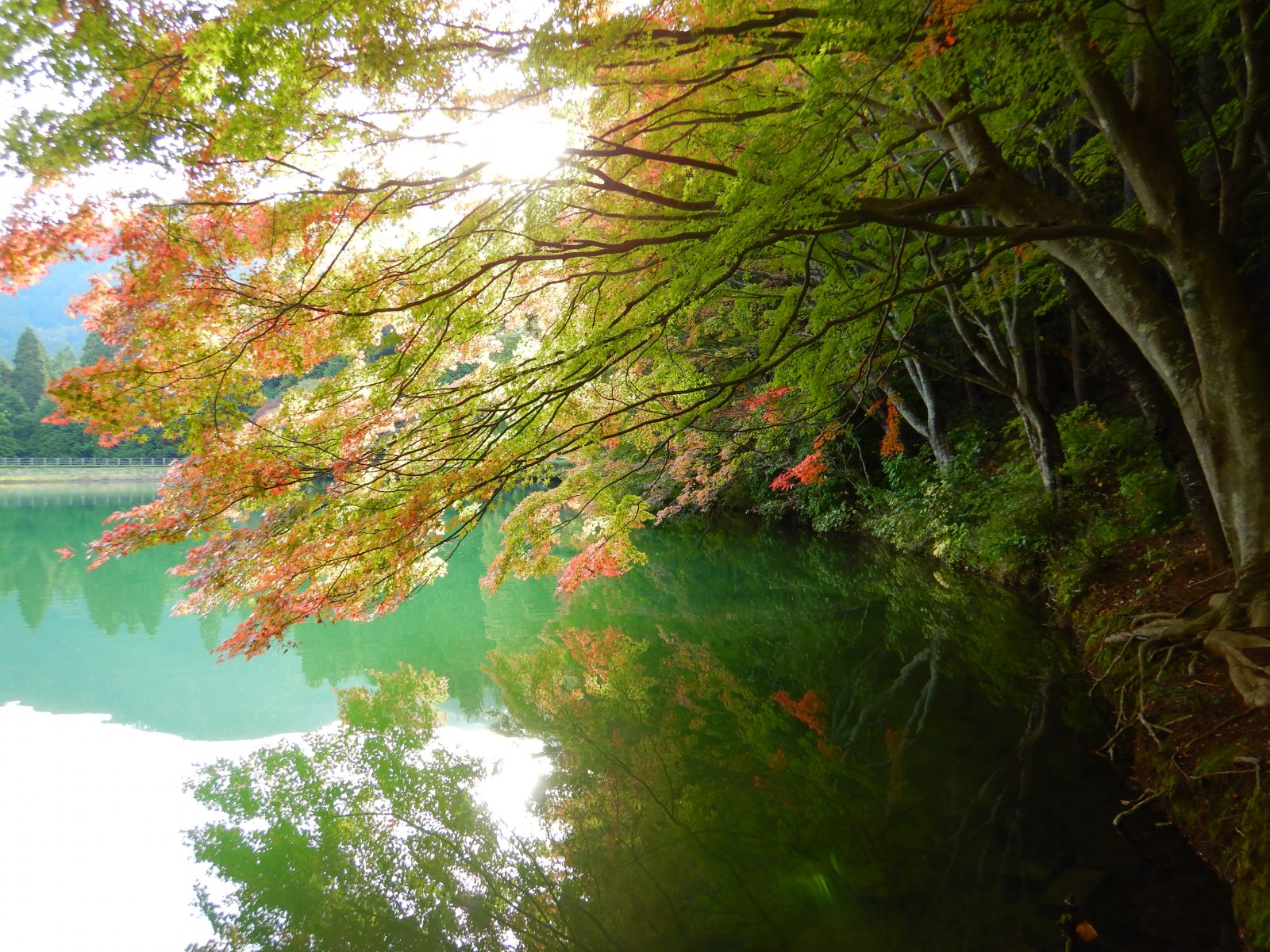 【南伊奈ヶ湖紅葉状況】10/27(木)の様子 – エコパ伊奈ヶ湖