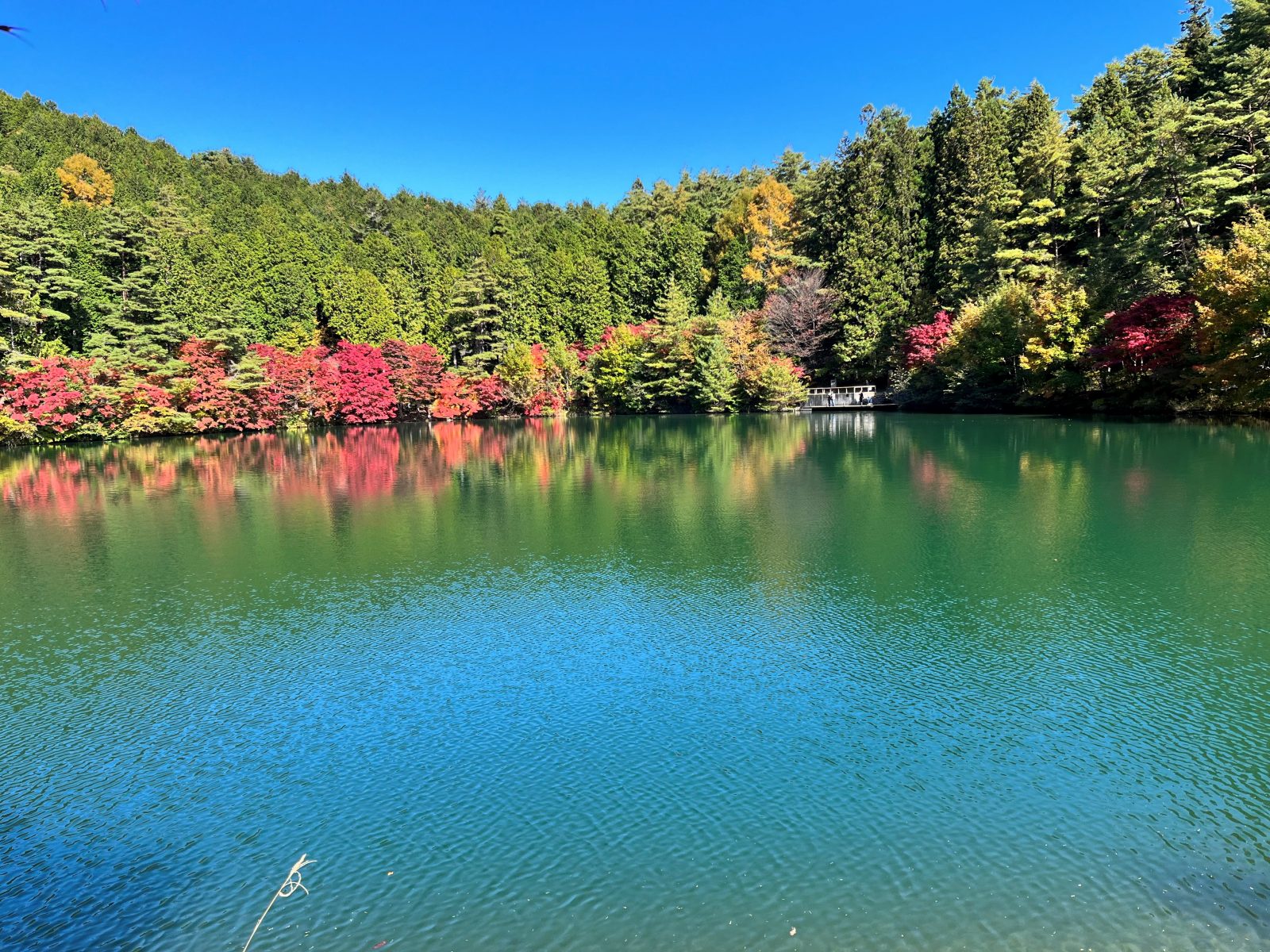 【南伊奈ヶ湖紅葉状況】11/4（金)の様子 – エコパ伊奈ヶ湖