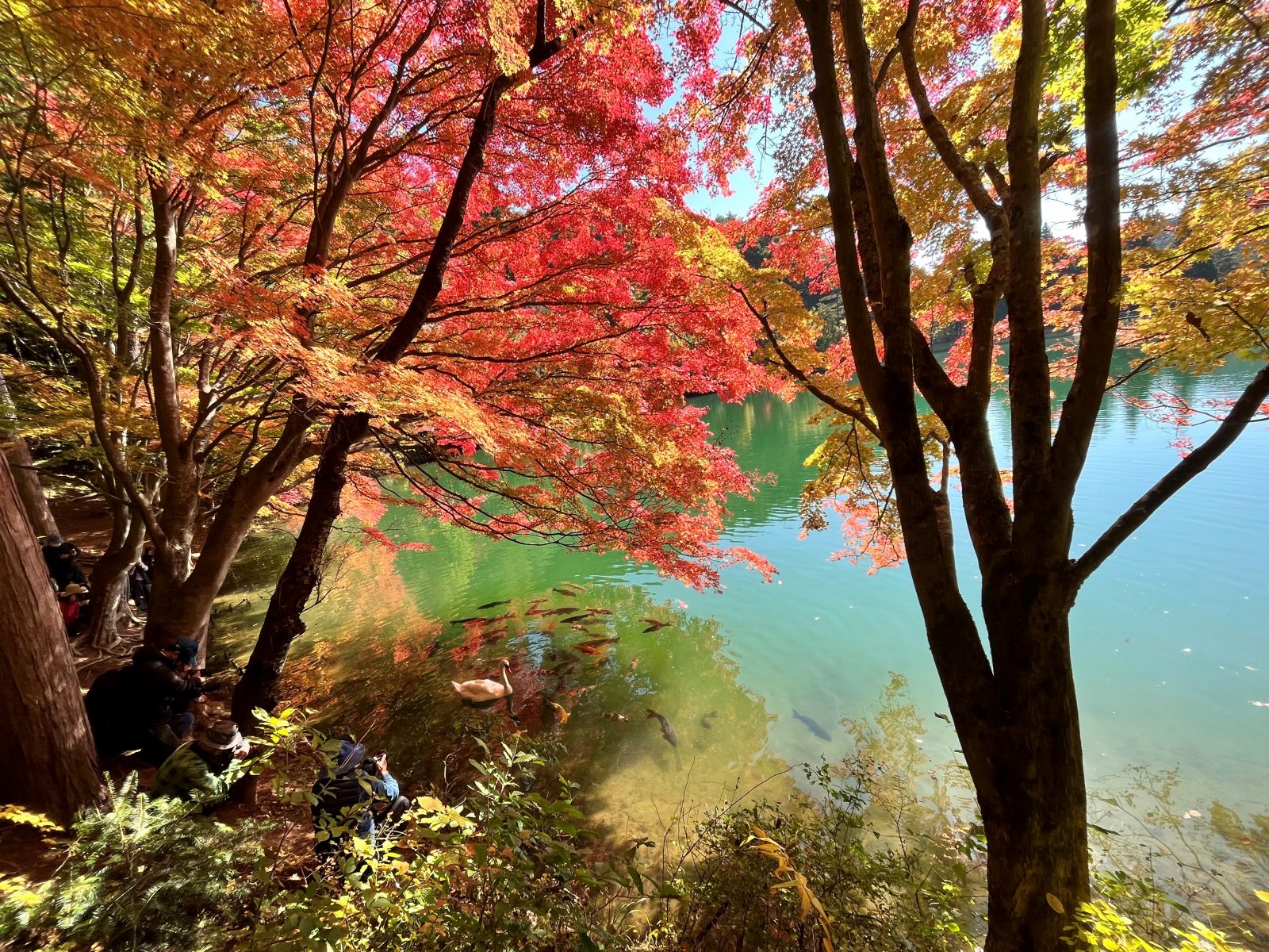 【南伊奈ヶ湖紅葉状況】11/4（金)の様子 – エコパ伊奈ヶ湖