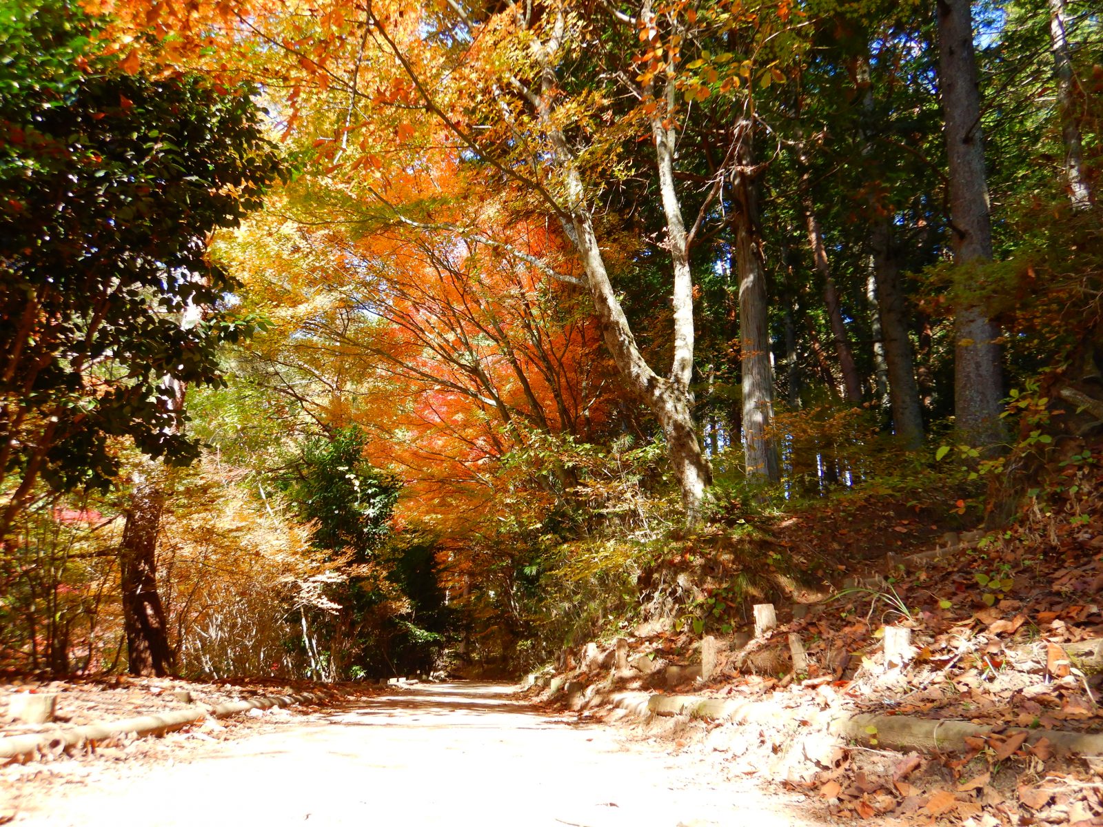【南伊奈ヶ湖紅葉状況】11/10（木）の様子 – エコパ伊奈ヶ湖