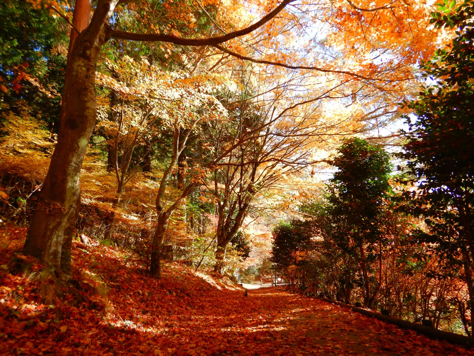 7月、8月の休園情報 – エコパ伊奈ヶ湖