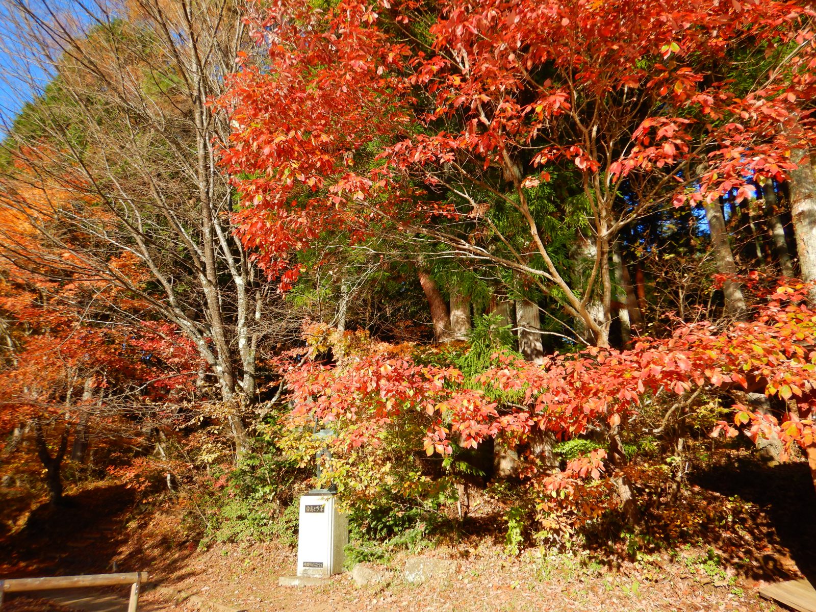 【南伊奈ヶ湖紅葉状況】11/18（金）の様子 – エコパ伊奈ヶ湖