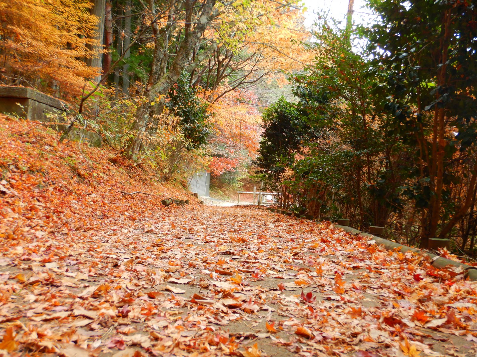 【南伊奈ヶ湖紅葉状況】11/20（日）の様子 – エコパ伊奈ヶ湖
