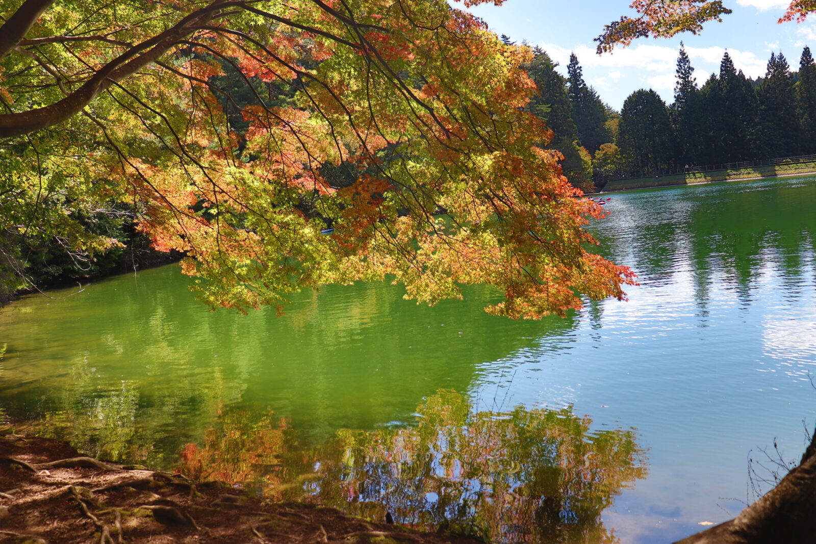 紅葉リアルタイム情報（10月下旬～11月上旬） – エコパ伊奈ヶ湖